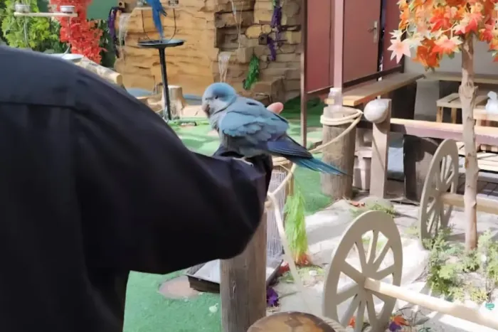 Family Outing to Al Rayyan Birds Garden